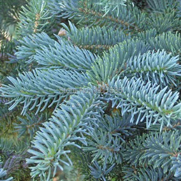 Blue Spruce Tree Needles