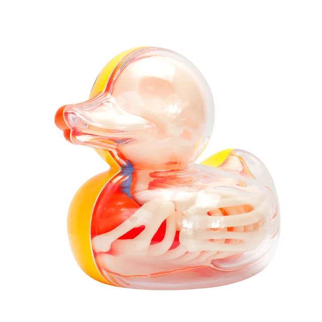 Anatomía De Un Pato Página 5 | Vectores E Ilustraciones De Anatomia