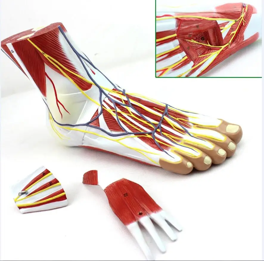 1:1 Size Foot Skeleton Model with Ligaments and Muscles Anatomical ...