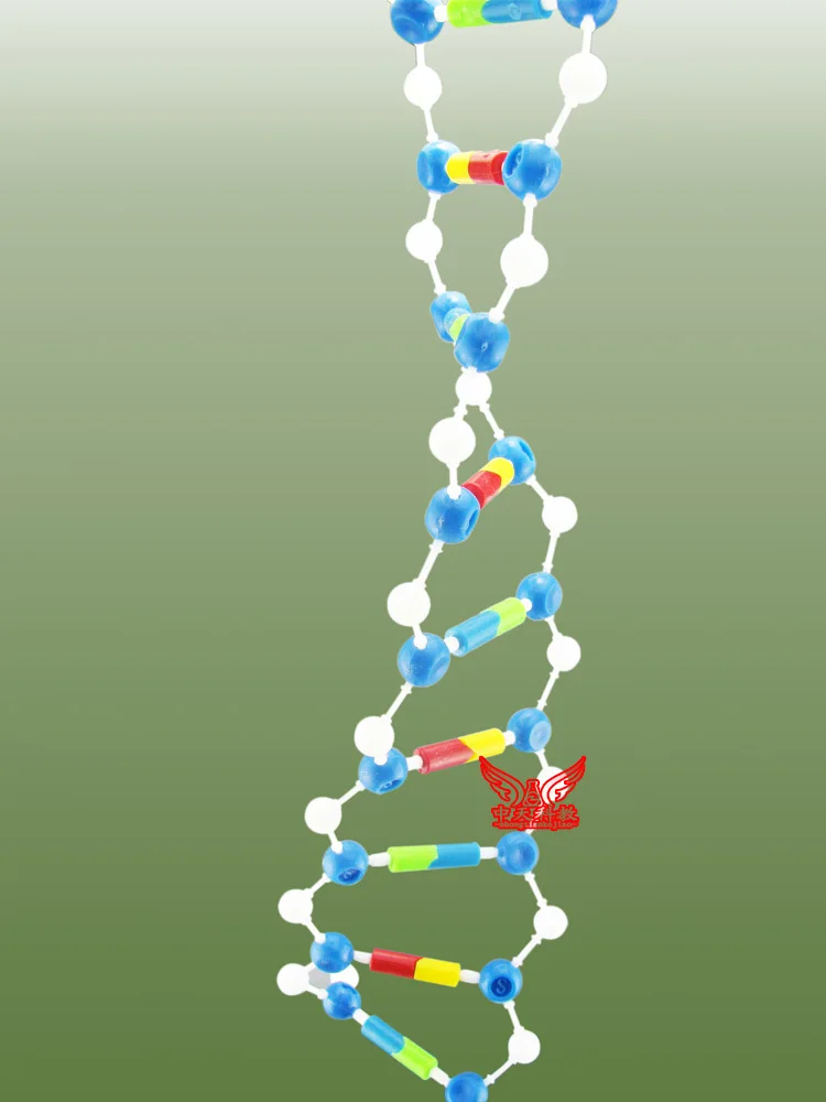 Dna Double Helix 3d Model
