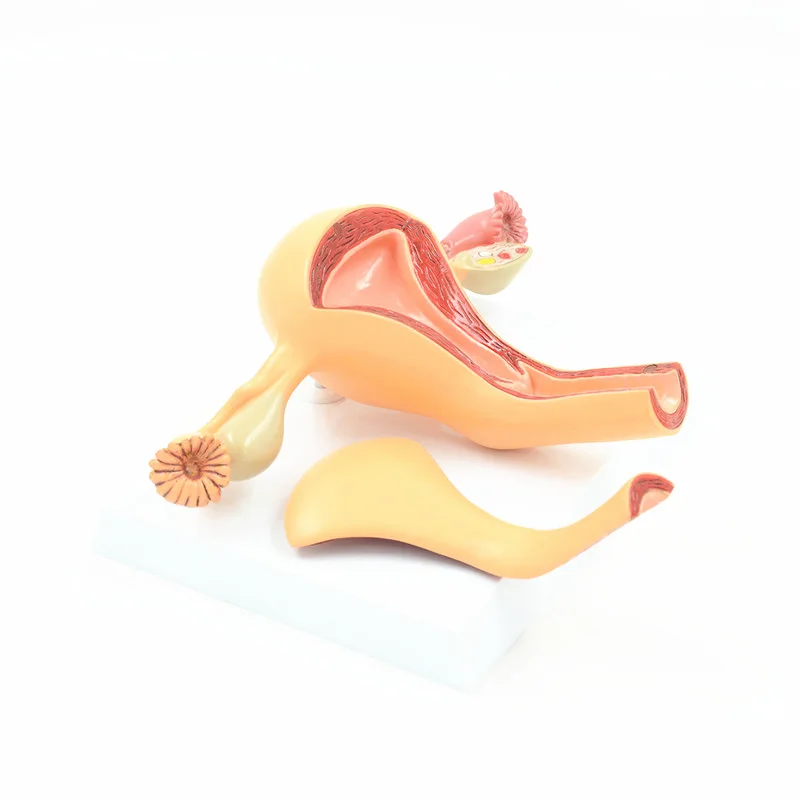 2 Part Anatomical Healthy Human Female Uterus Ovary Model Women Medical ...