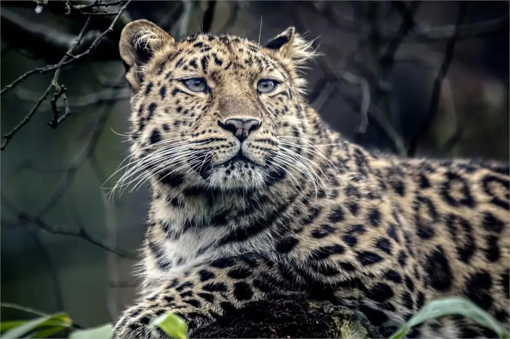 DIY frame Ferocious Cheetahs Leopard animal posters and prints home ...