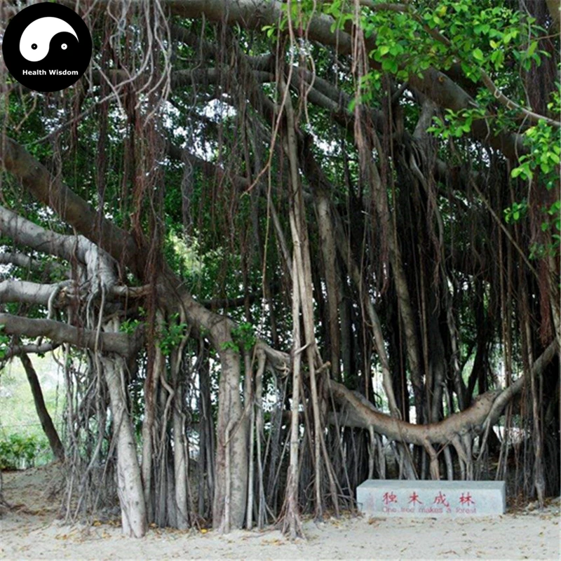 Buy Ficus Concinna Tree Semente 100pcs Plant Ficus Benjamina Tree Xiao ...