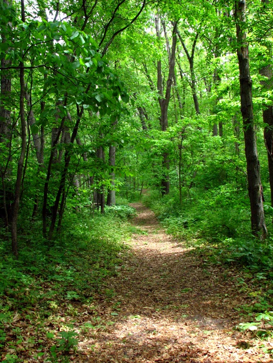 HUAYI Deep Forest Path Landscape trees Photography Newborn Backdrop ...