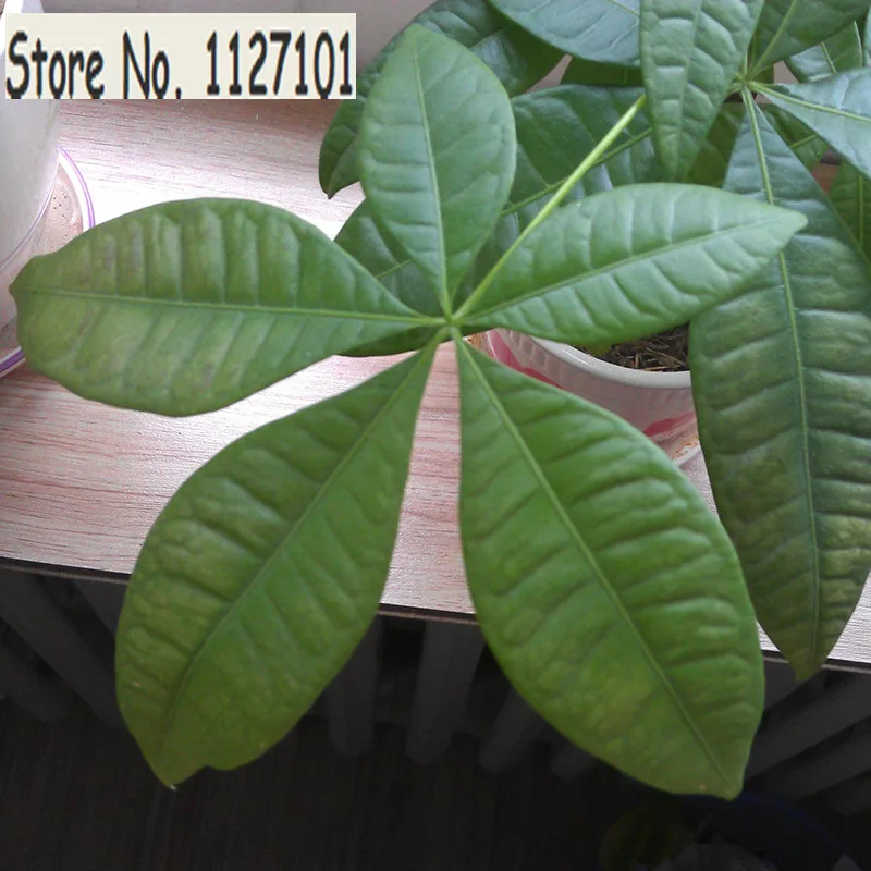 Money Tree Plant Seeds