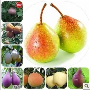 Fruiter 과일 나무 배 모종 베르가못 향기로운 배 sapling korla 향기로운 배, 5 년 모종 과일 성숙한 있어서 ...