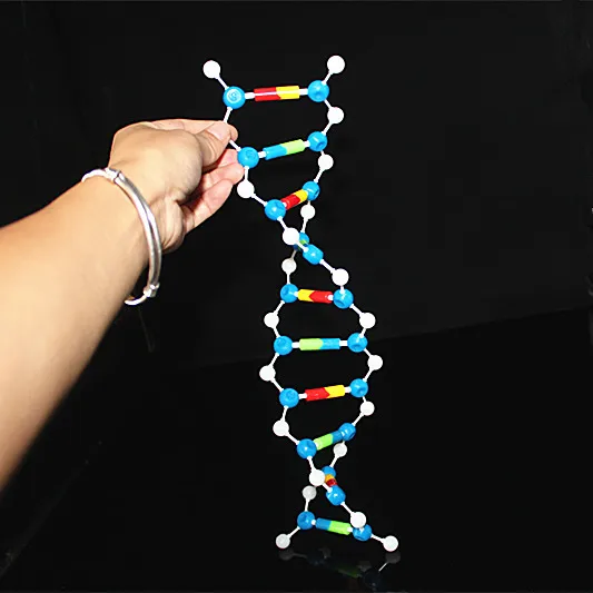 How To Make Dna Structure Model