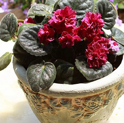 Hot Sale Red Violet Flower 100pcs/Pack – GreenSeedGarden