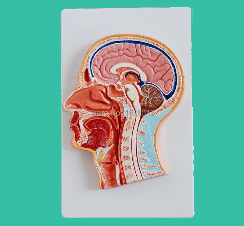 Median Section Of Head Model, Anatomical Head Model - Medical Science ...