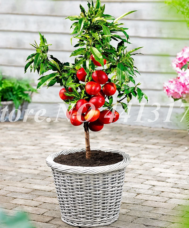 10 Pcs Sweet Peach Plant Japan Nectarine Peach Outdoor Tree Dwarf Bonanza Peaches Bonsai Fruit