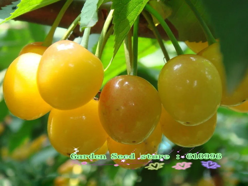 10 YELLOW CHERRY TREE SEEDS * HEIRLOOM * SWEET CHERRY * E Z TO GROW ...