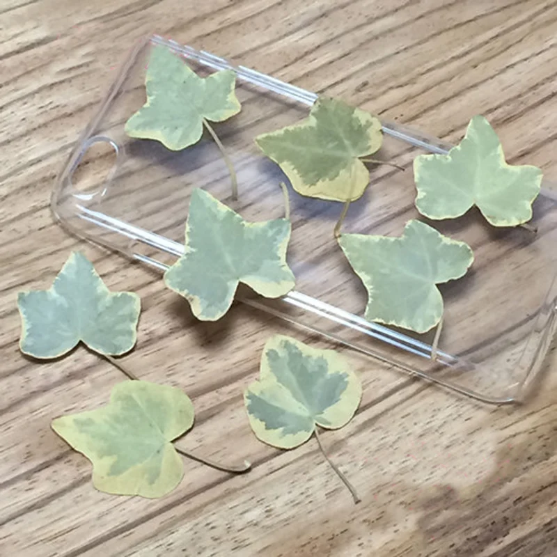 10-Pcs-Dried-Ivy-Leaves-Natural-Color-Plant-Specimen-Star-Pattern-DIY ...