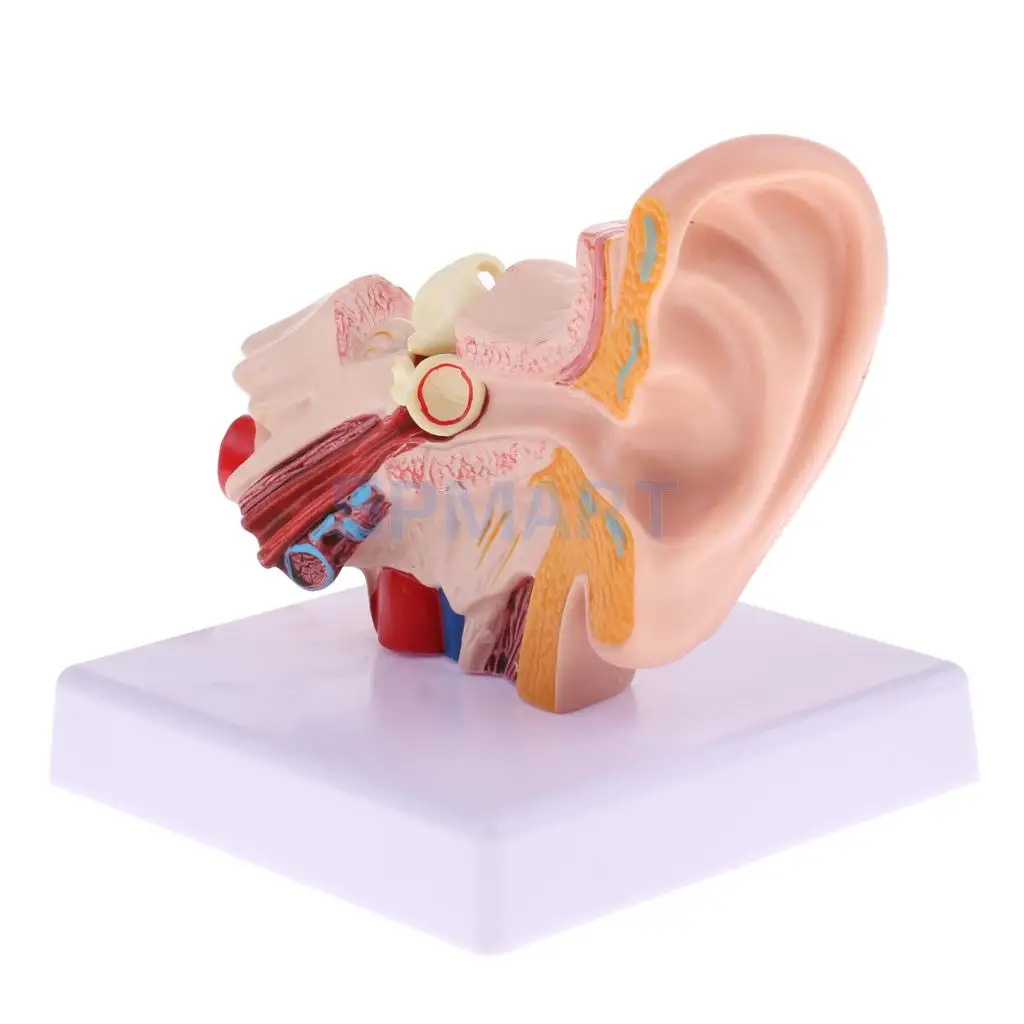 Magnification 1.5x Human Ear Joint Outer, Middle, Inner ear Model with ...