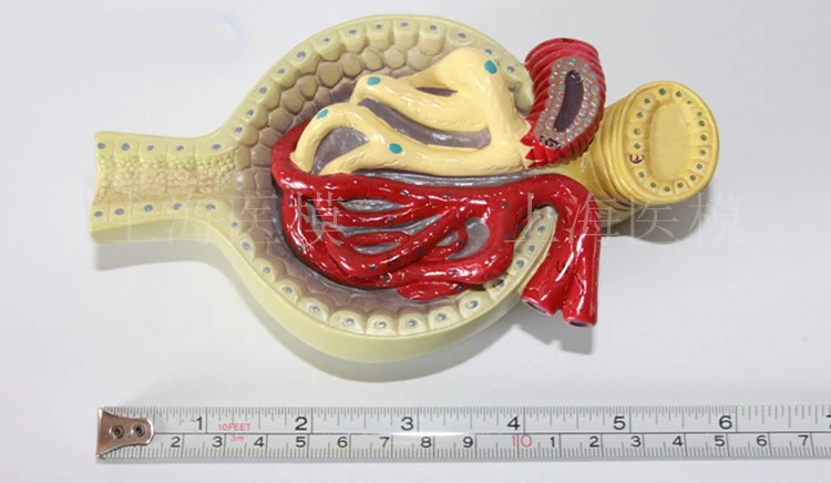 3 pcs and Urinary System nephron glomerular renal anatomy Model Kidney ...