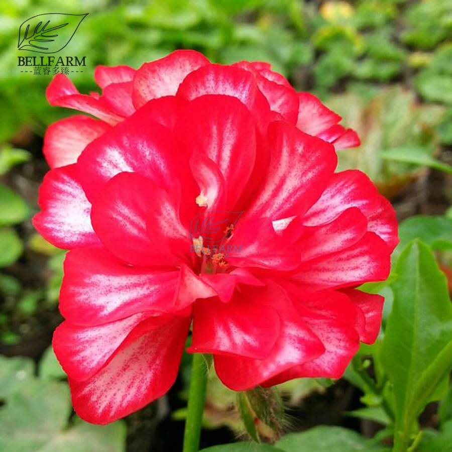 US$ 1.45 - BELLFARM Geranium Rose Red Double Petals with White Stripes ...