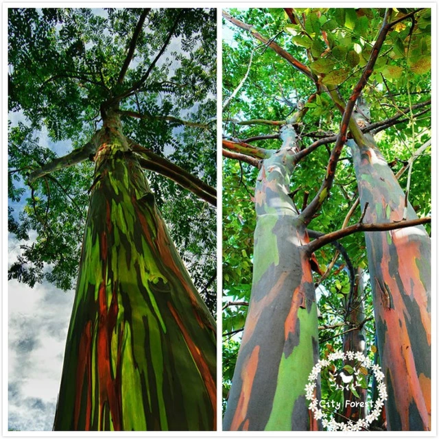 Rainbow Eucalyptus Bonsai Tree