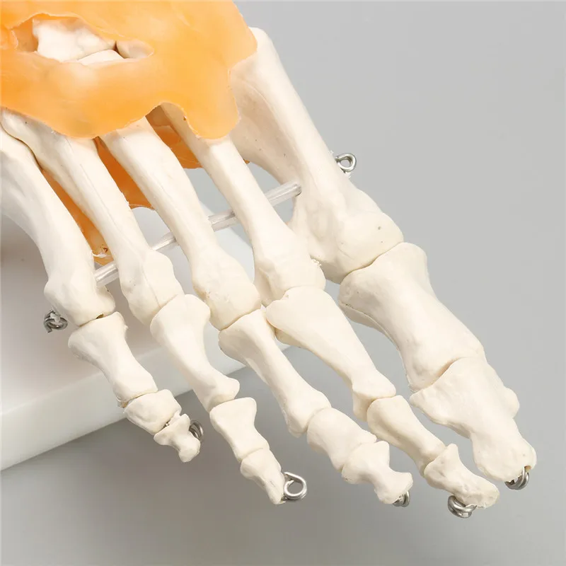 Human 1:1 Skeleton Ligament Foot Ankle Joint Anatomi cal Anatomy ...