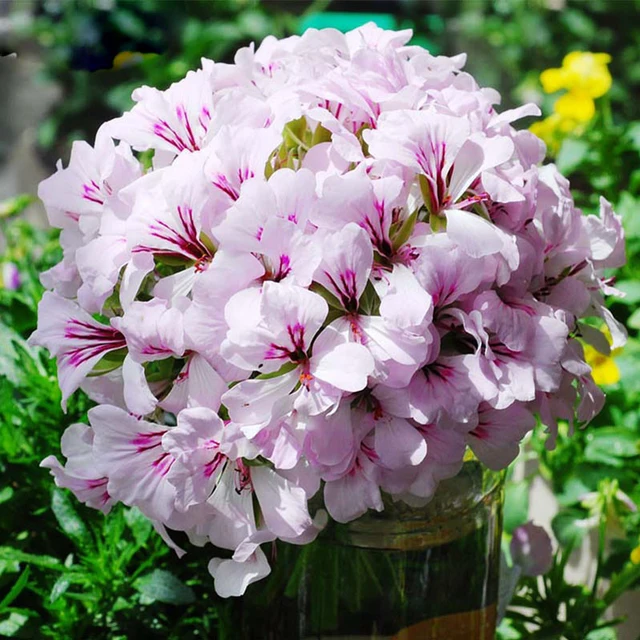 20PCS Seeds Rare Purple Geranium Garden Geranium Flower – GreenSeedGarden