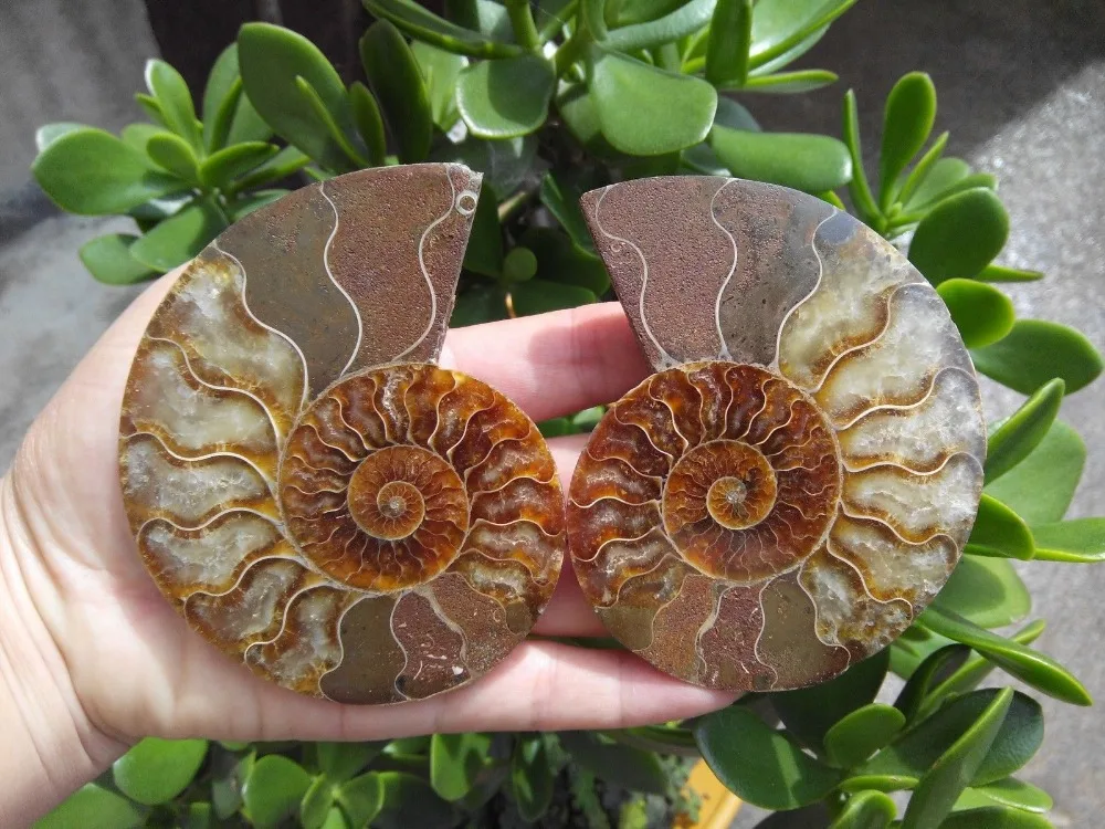 249g 1 pairs of Split Ammonite Fossil Specimen Shell Healing|shell ...