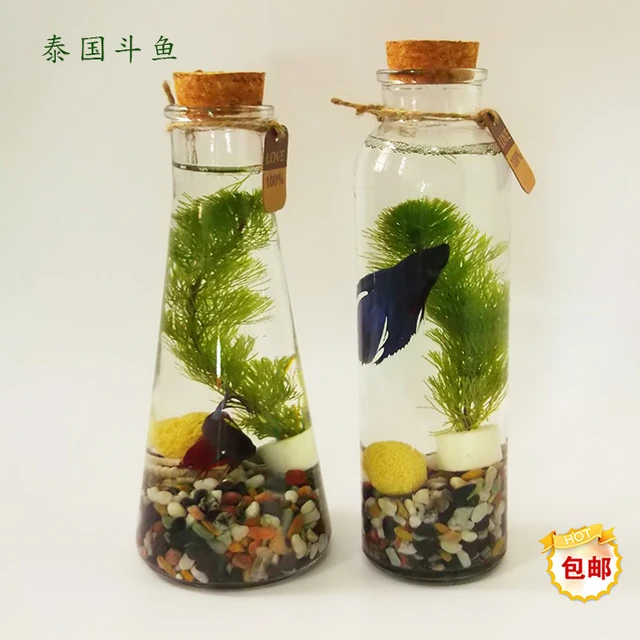 Betta Fish Bowl Bottle