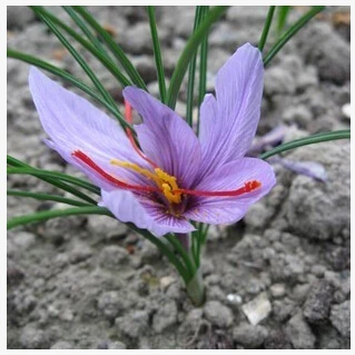 Saffron Seeds,Saffron Flower Seeds,Saffron Crocus Seeds, 100pcs/pack