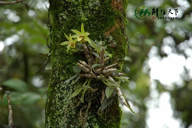 Dendrobium candidum the valuable traditional Chinese medicine on ...