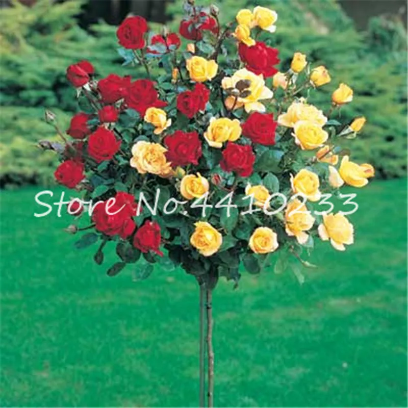 200 Pcs Bonsai Multi-color Rose Tree Blooming Outdoor Potted Flore Vary ...