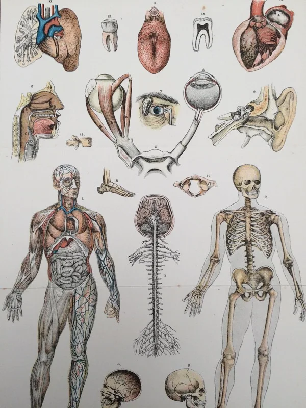 Vintage Anatomical Drawing