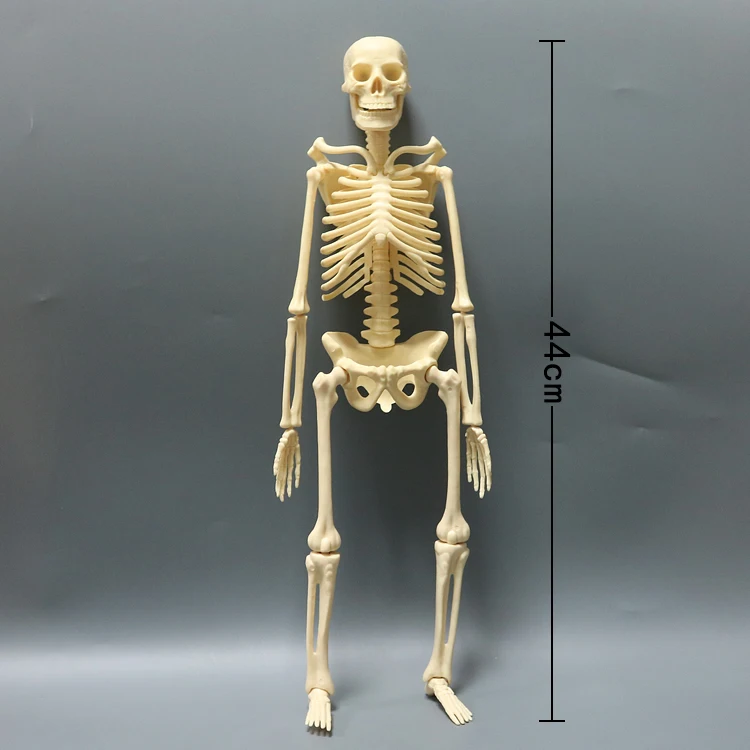 Human skeletal skeleton model 44 cm movable joints figure ornaments-in ...