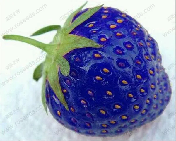 Buy 20 Pcs Blue Strawberry Seeds | Free Shipping