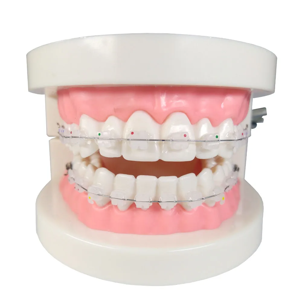 1 Piece Dental Orthodontic Teeth Model Ceramic Brackets With ...