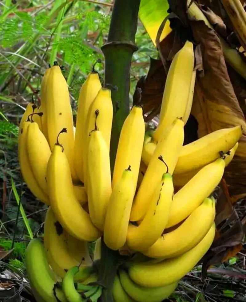 Banana Bonsai Tree