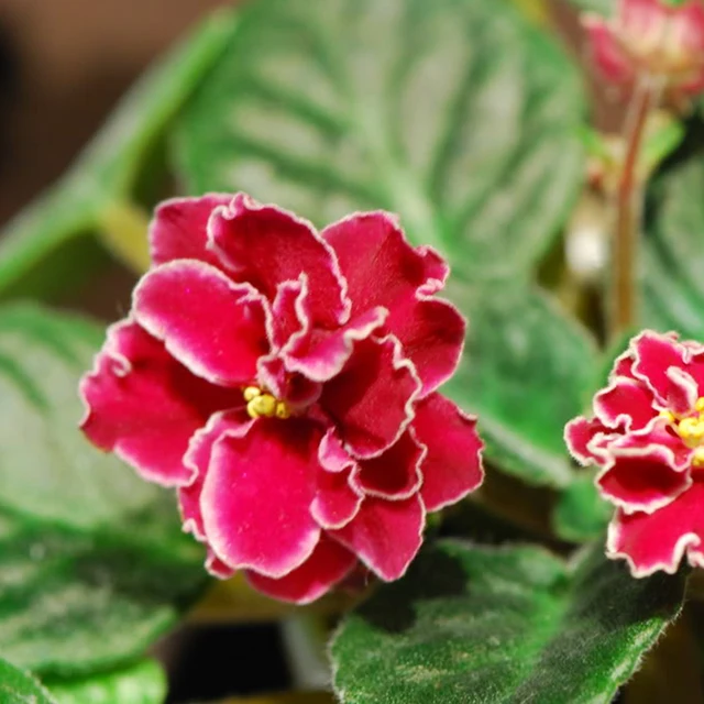 Hot Sale Red Violet Flower 100pcs/Pack – GreenSeedGarden