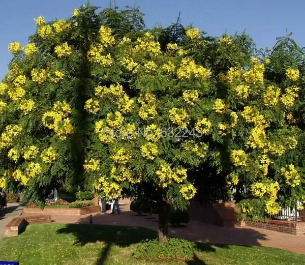 DIY Home Garden Plant 30 Seeds Kassod Tree Cassia Senna Siamea Tree ...
