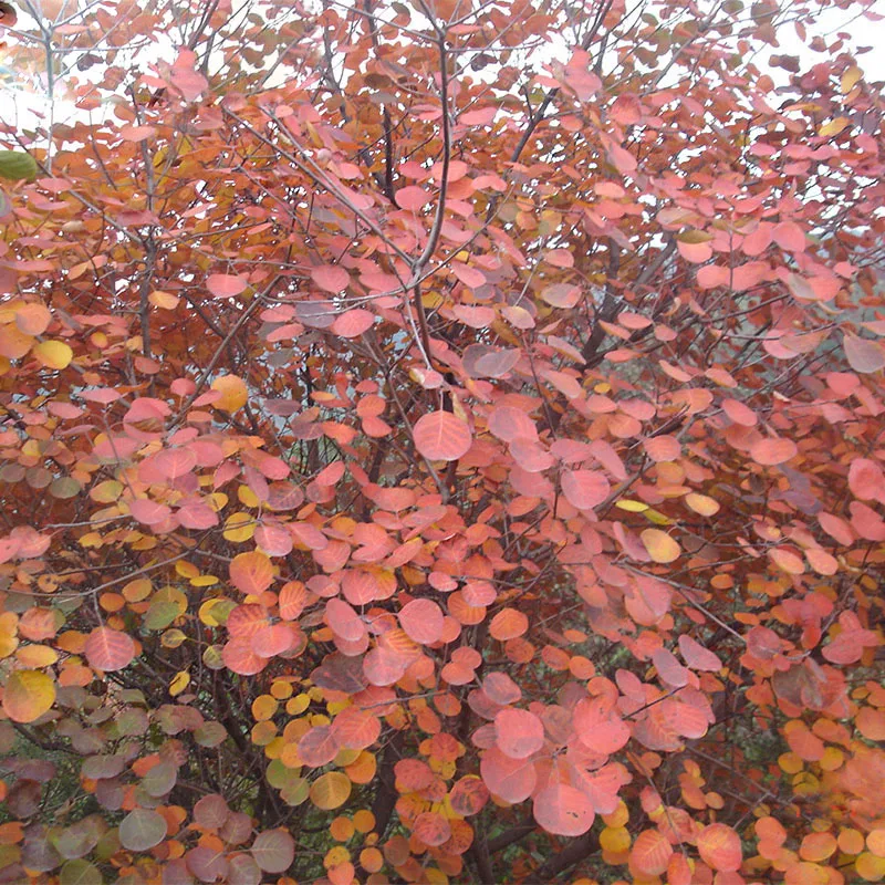 120Pcs Cotinus Coggygria Smoke Tree Seeds - Pure Bonsai