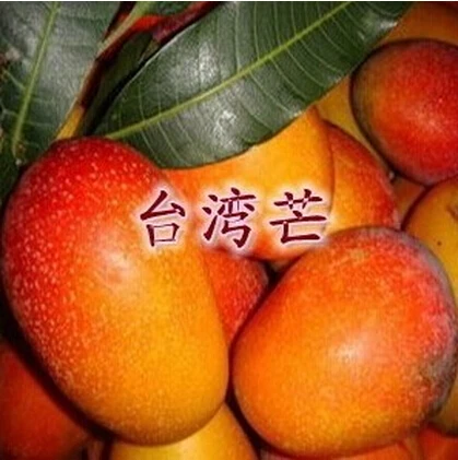 Multi-Kinds-Of-Mango-Manga-Tree-Seeds-Big-Fruit-Seeds-Potted-Plants ...
