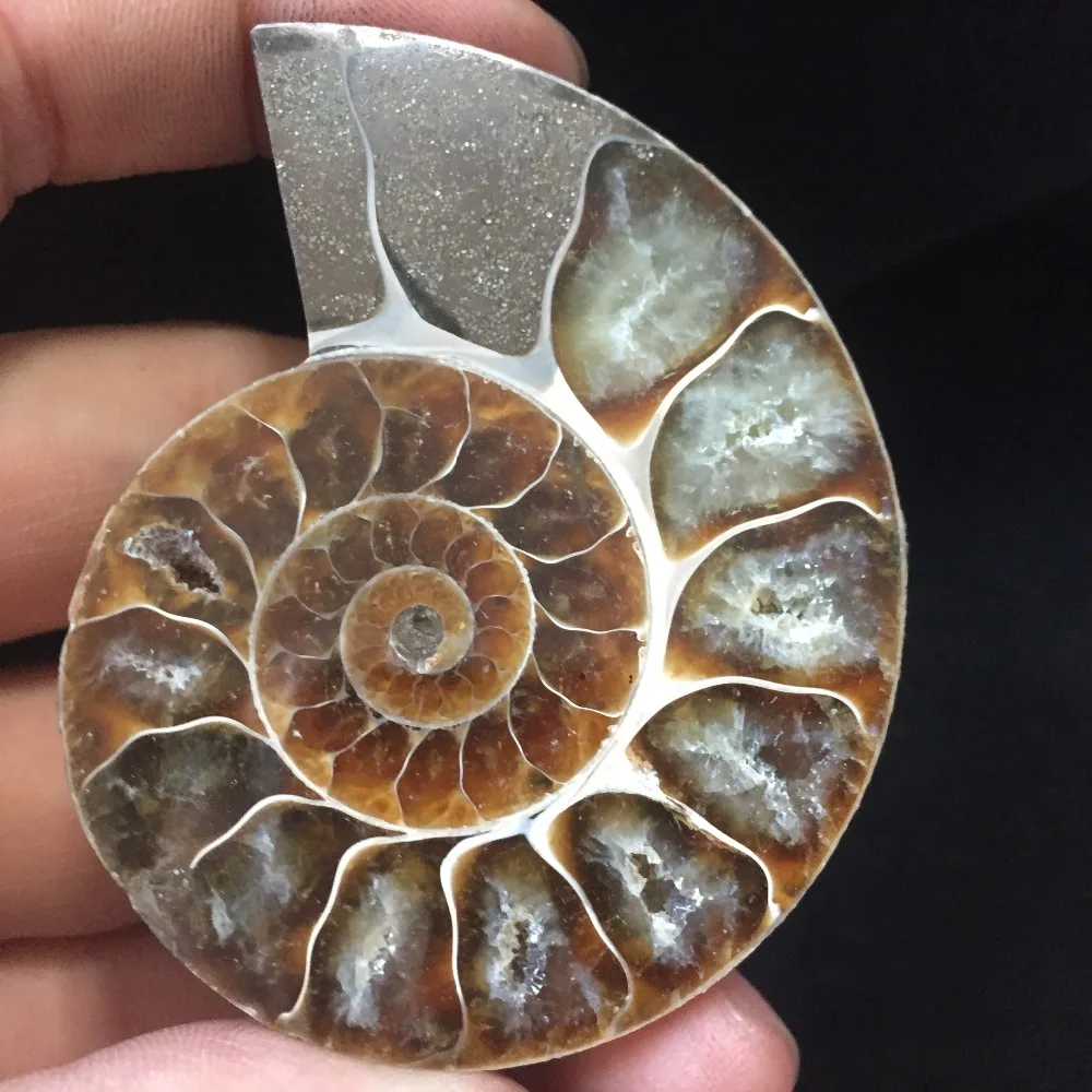dohaibogoo crystals FSS70(71g) Natural Cute Ammonite Fossil Specimen ...