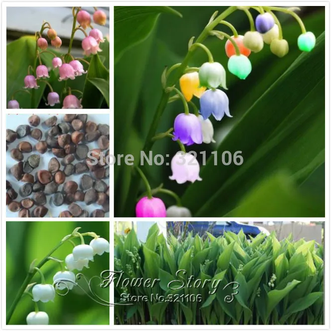 200 Pcs Lily Of The Valley Flower Seeds Bell Orchid Seeds Fragrant Orchid Bonsai Flower Seed