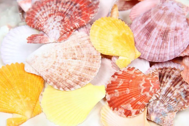 150pcs IRISH DEEP SCALLOP SEA SHELLS BEACH DECOR NAUTICAL CRAFT ...