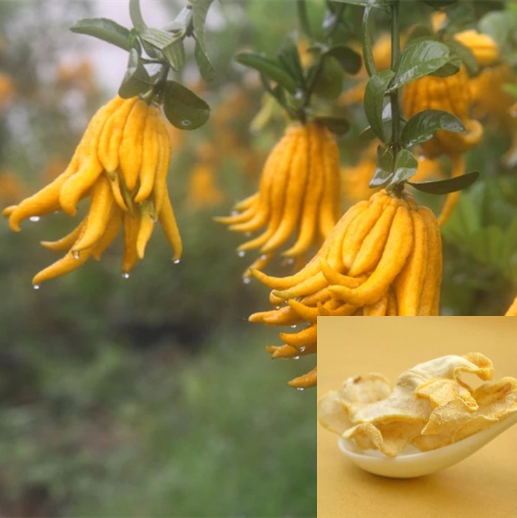 chinese Dried Citrus medica sarcodactylis 250g natural Bergamot hand ...