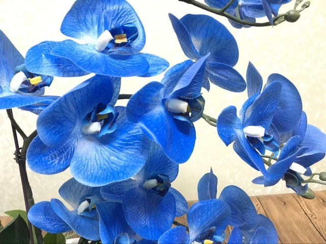 Real Blue Orchid Flower