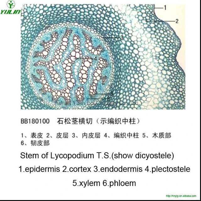Lycopodium Slide