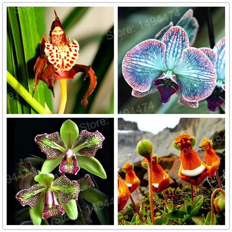 200pcs/bag Rare orchid seeds,rare orchid bonsai plant seeds monkey face ...