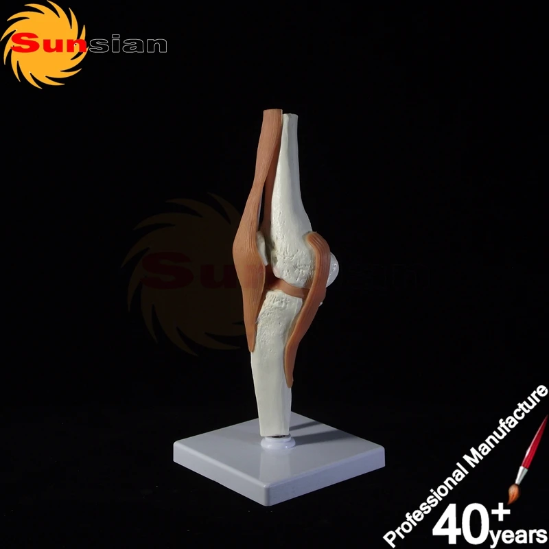 The model of knee joint model ,human skeleton anatomical model|knee ...