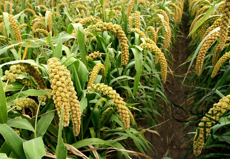 Foxtail millet - Alchetron, The Free Social Encyclopedia