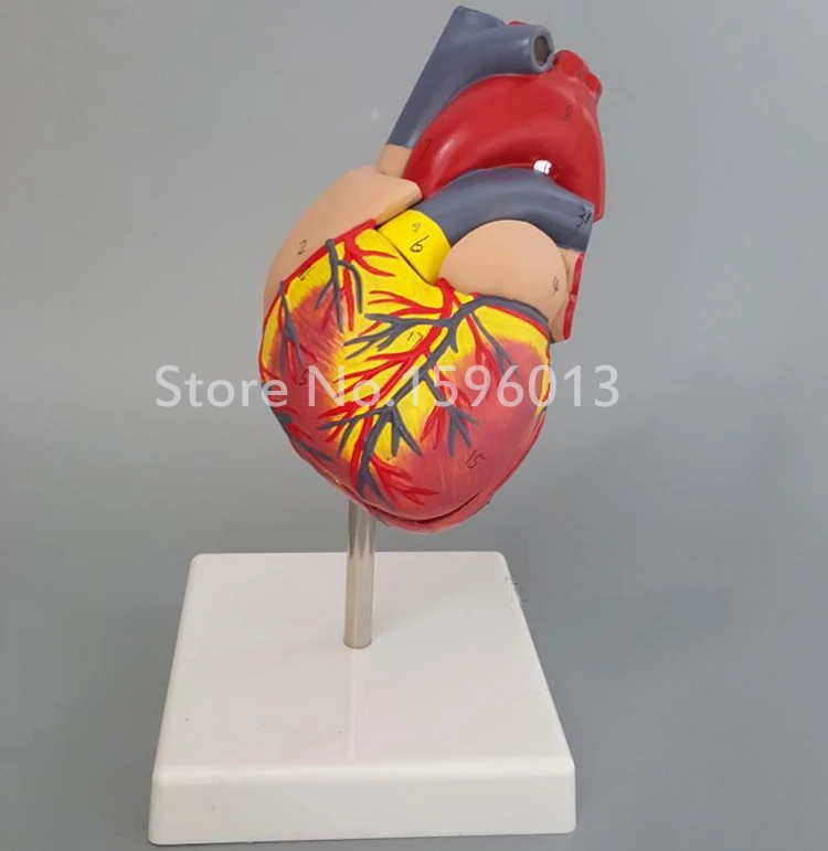 Human Life Size Heart Model with marked,Anatomical Heart Model|heart ...