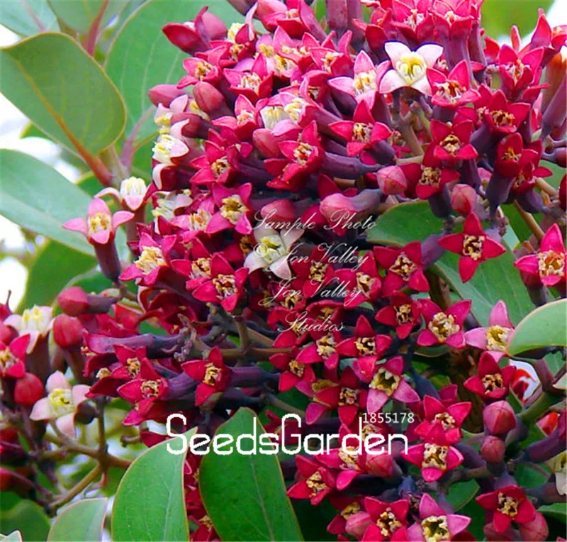 Compra árbol de sándalo online al por mayor de China, Mayoristas de ...