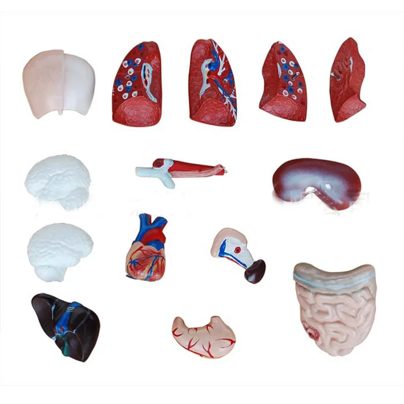 Human Torso model 26CM human internal organs Human Anatomy Torso ...