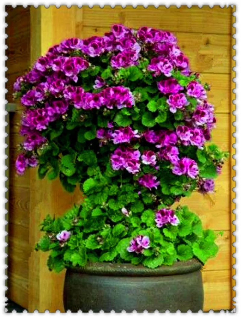 200 pcs Bonsai climbing geranium flower,Pelargonium Flower Bonsai ...