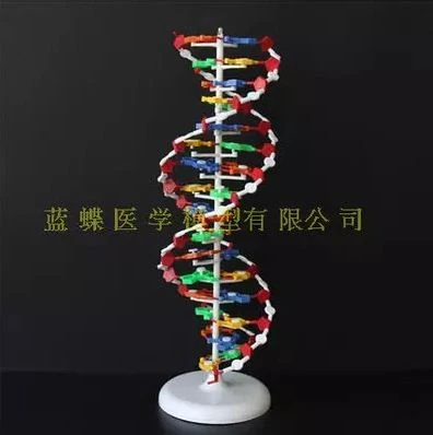Creative Dna Structure Model
